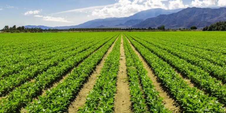Granulated Potash: Comprehensive Guide to Benefits, Production, and ...